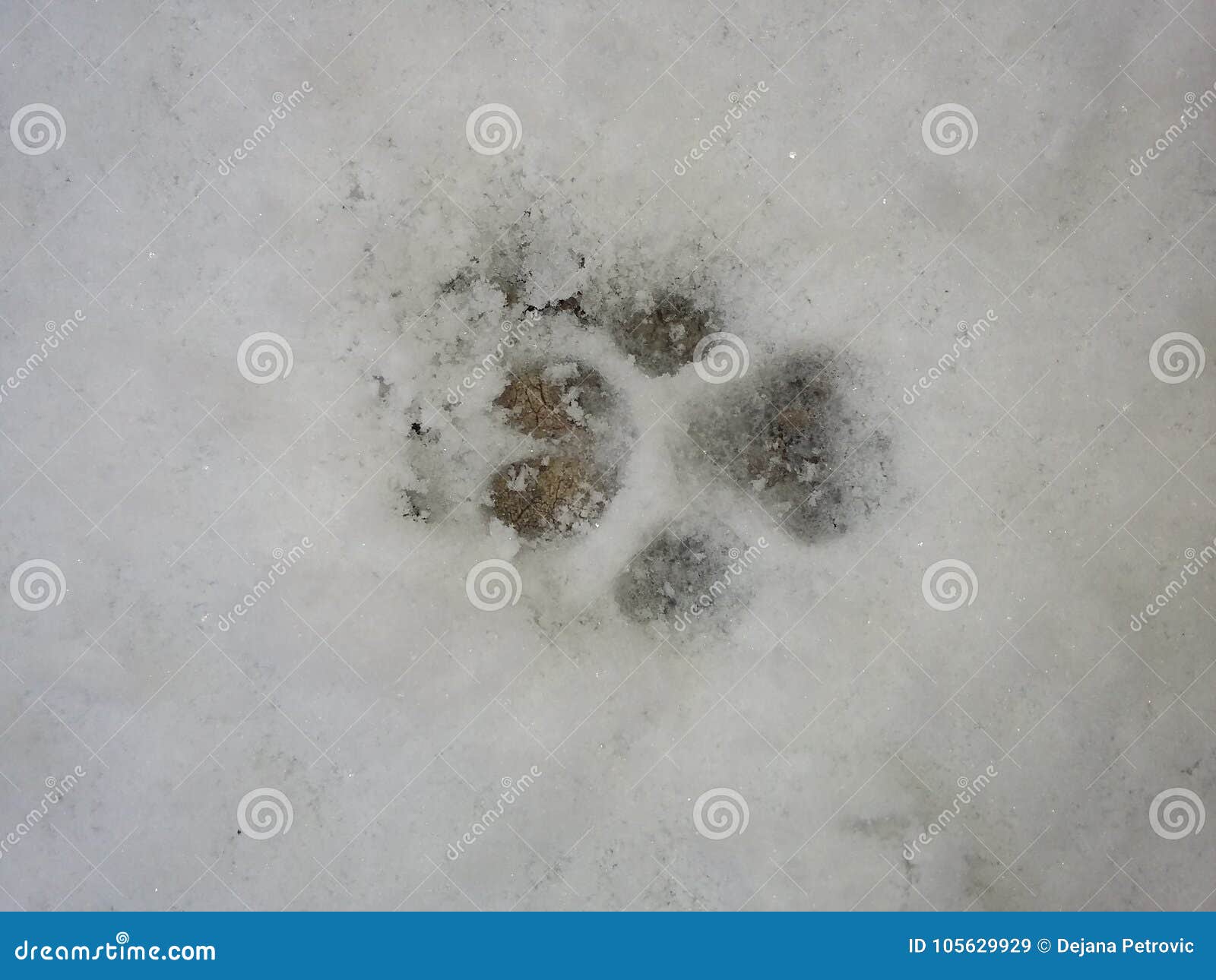 Paw in snow stock image. Image of heart, white, print - 105629929