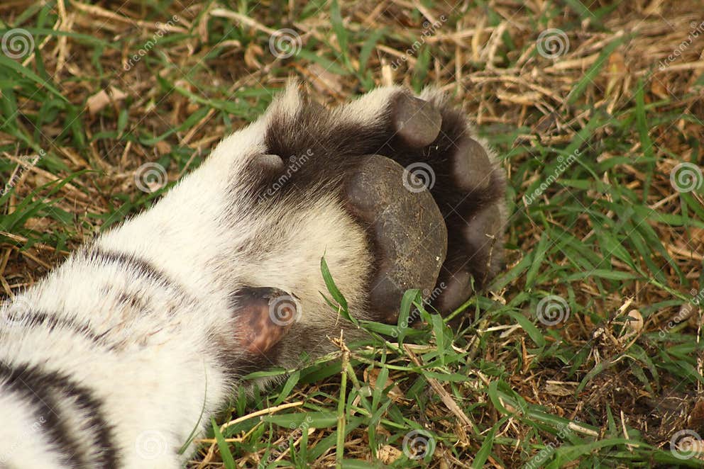 Paw of a Tiger at Rest, Claws Retracted Stock Photo - Image of mammal ...
