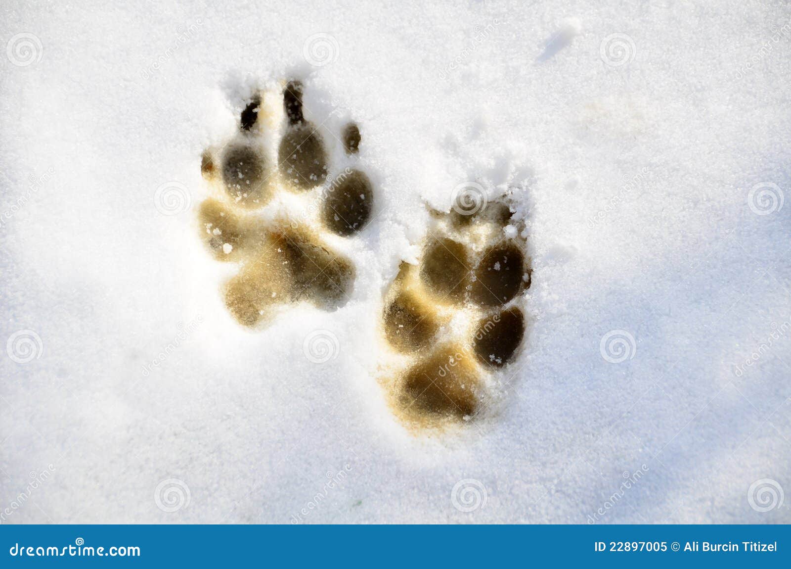 Paw track stock image. Image of soft, fresh, outdoor - 22897005