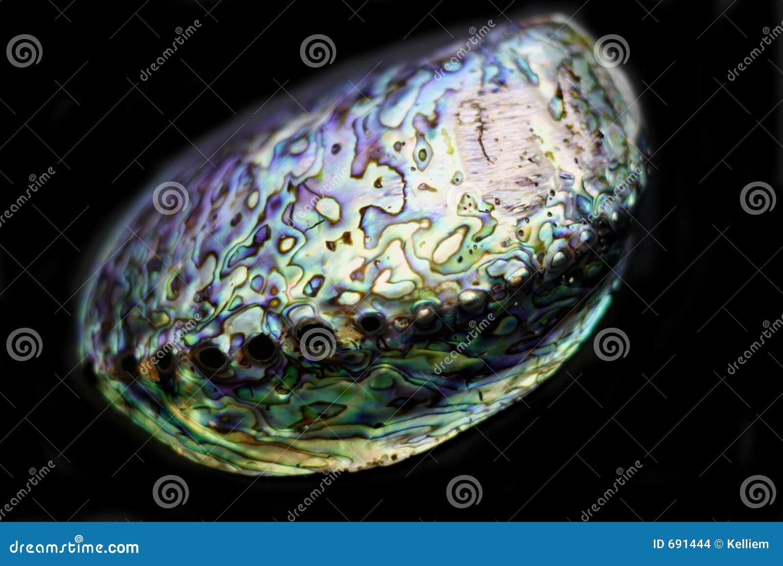 Pawa shell stock photo. Image of nature, ocean, yellow - 691444