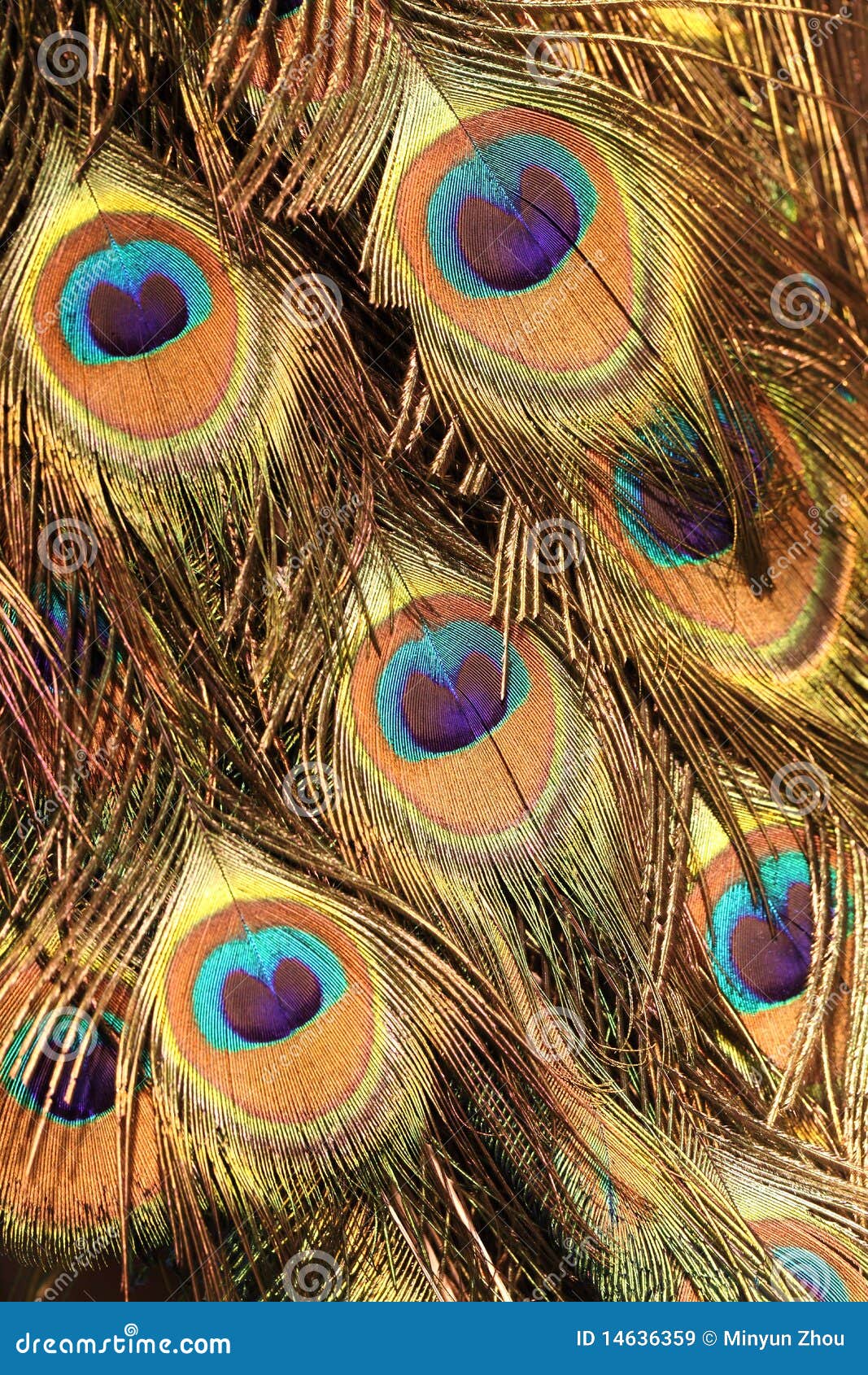 Pawi ogon obraz stock. Obraz złożonej z ogon, podesłanie - 14636359