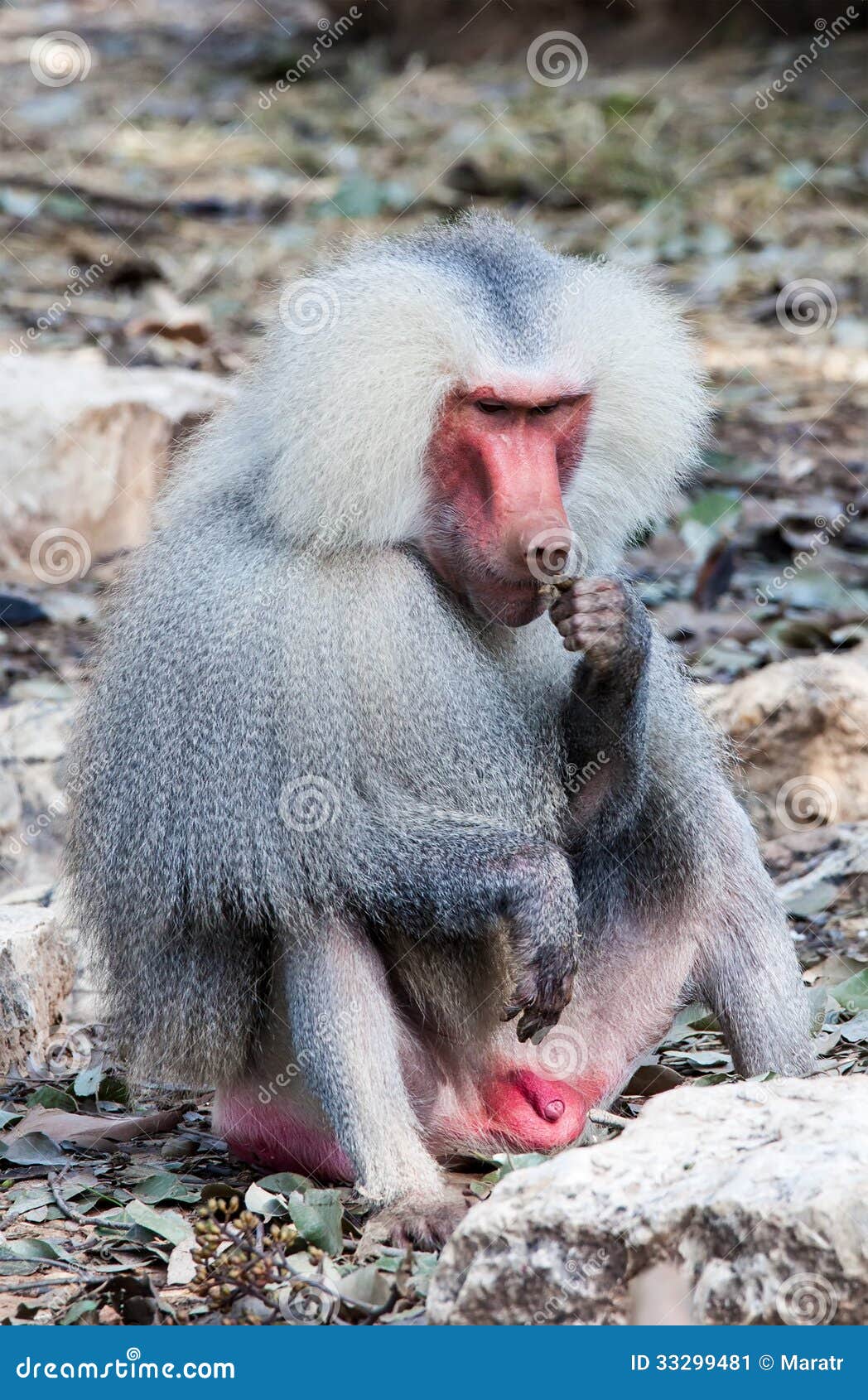 Pawian obraz stock. Obraz złożonej z migreny, makro, fotografia - 33299481