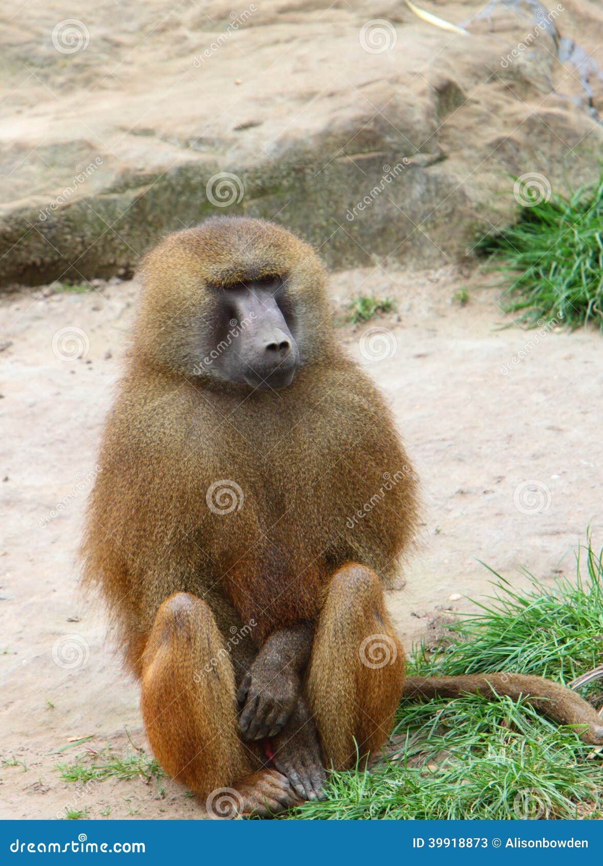 Pawian obraz stock. Obraz złożonej z przyroda, socjalny - 39918873