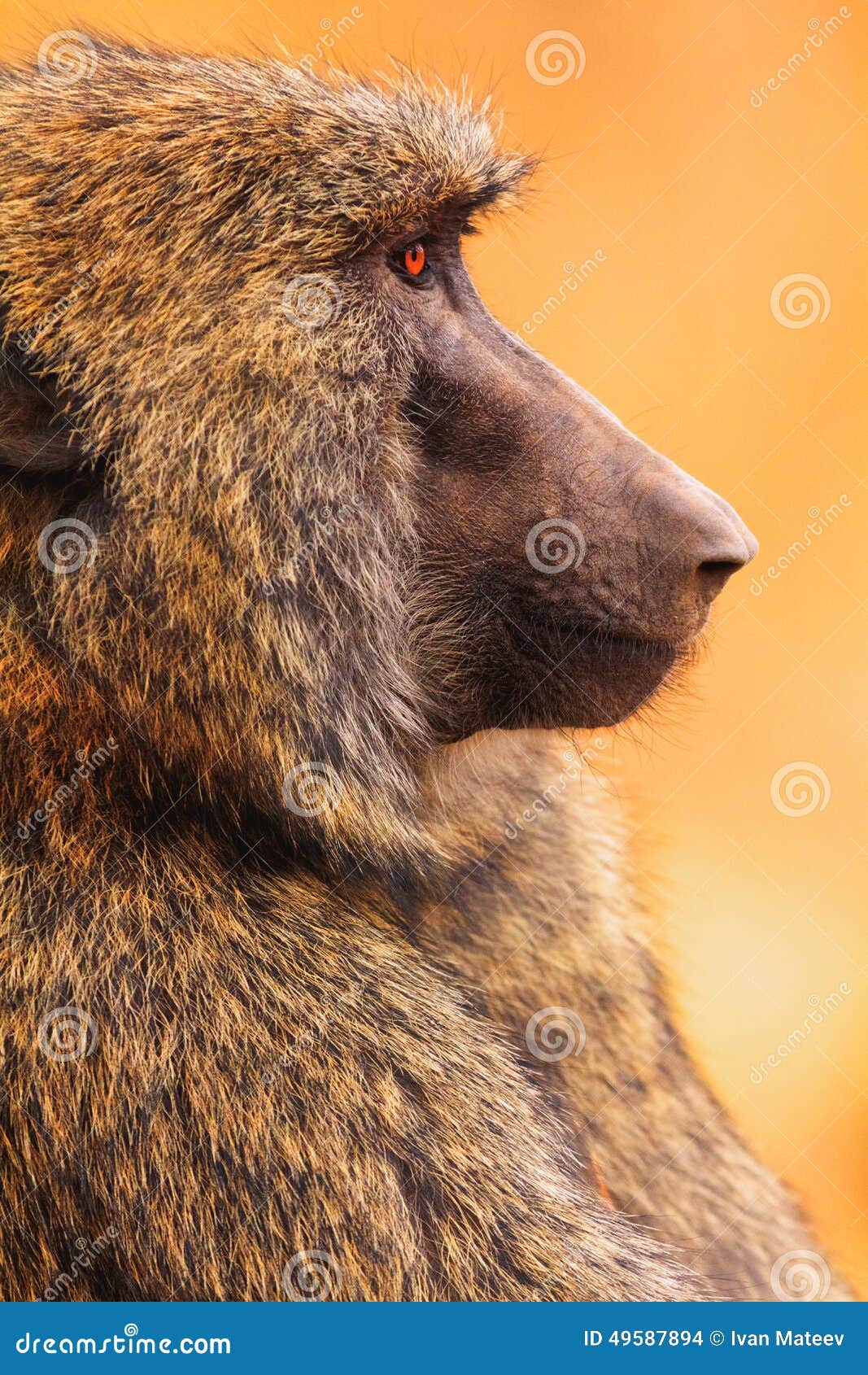 Pawian zdjęcie stock. Obraz złożonej z kenja, pawian - 49587894