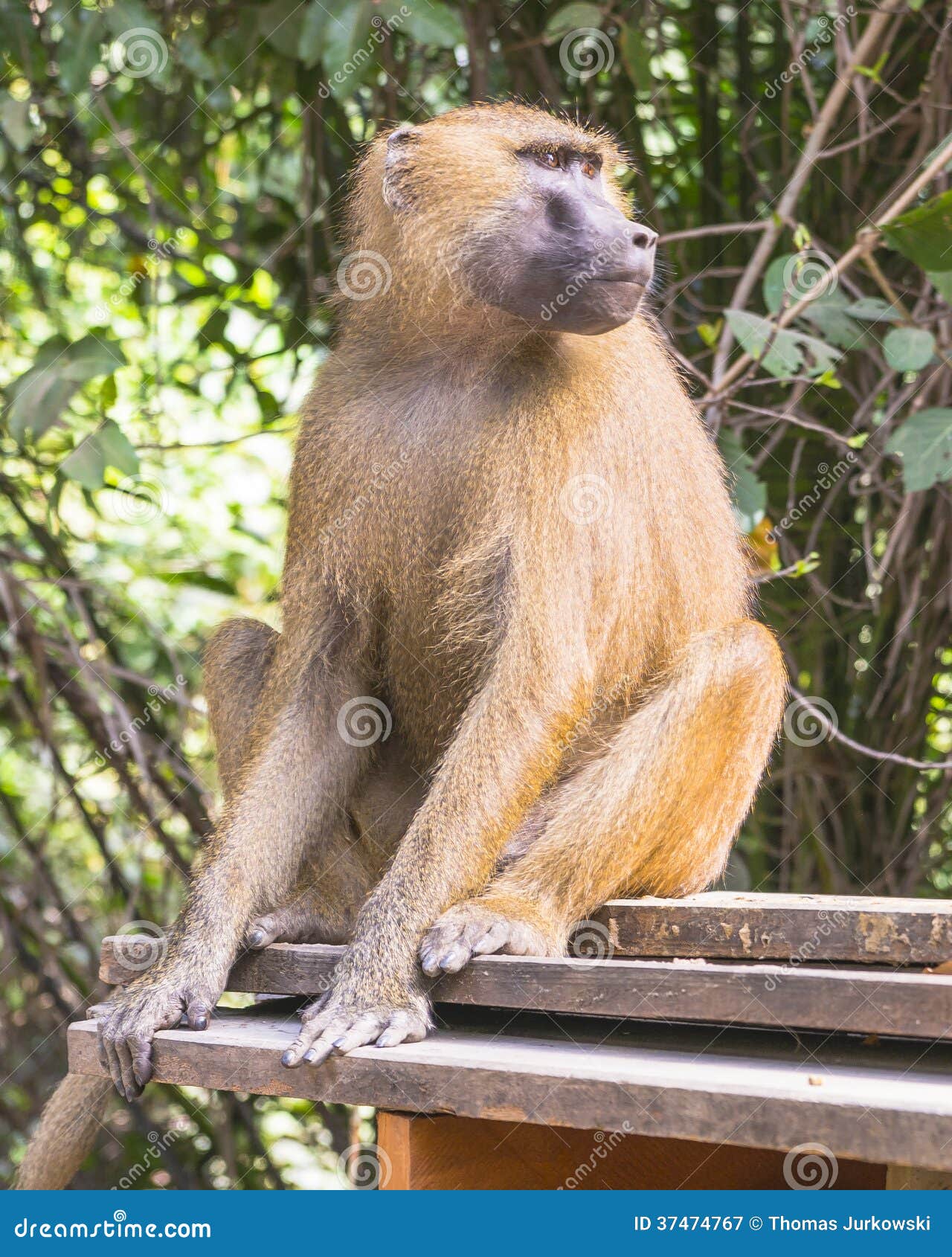 Pawian samiec obraz stock. Obraz złożonej z obywatel - 37474767