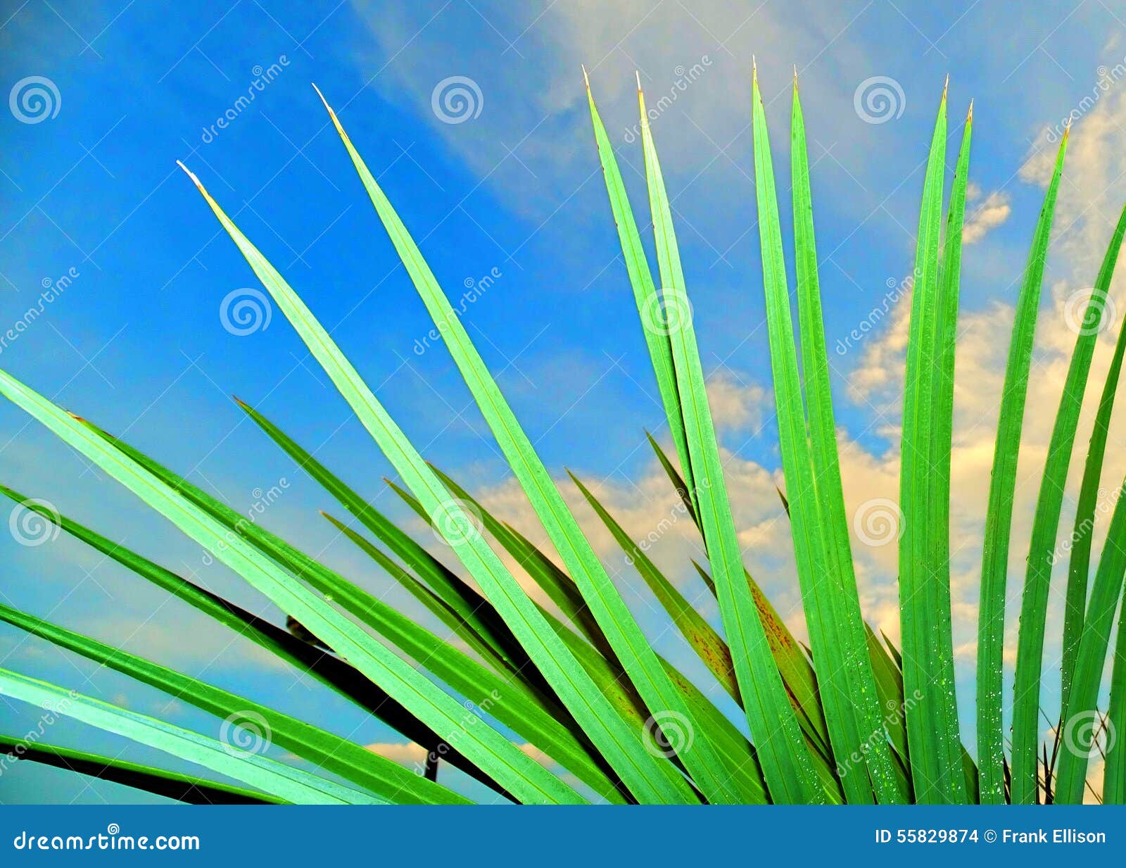 Palm tree stock photo. Image of pawn, tree, blue, background - 55829874