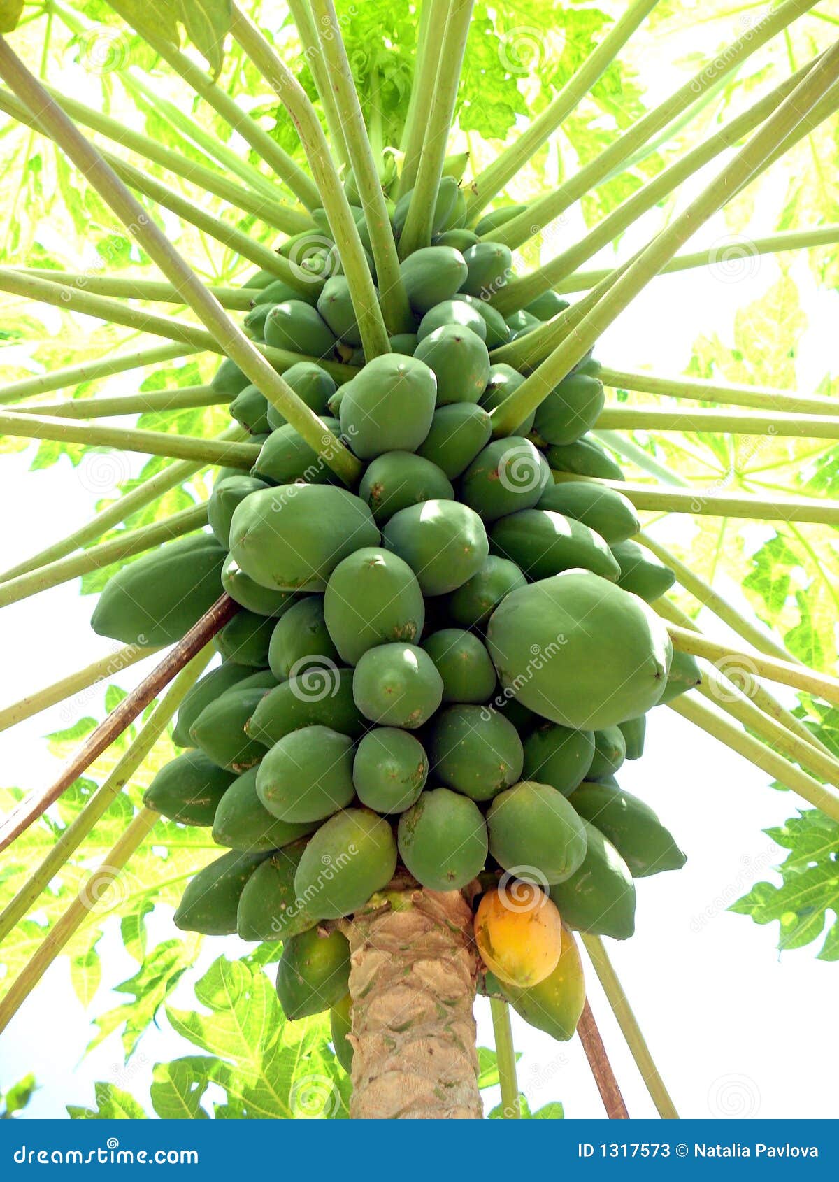 Pawpaw stock image. Image of edible, healthy, papaia, produce - 1317573