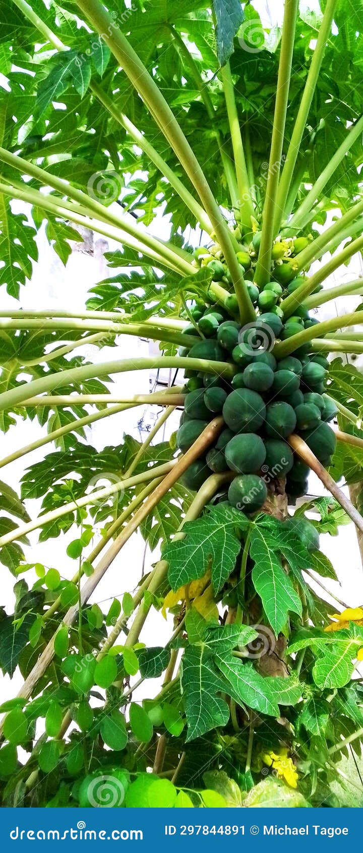 Pawpaw fruit on a tree stock image. Image of nutrition - 297844891