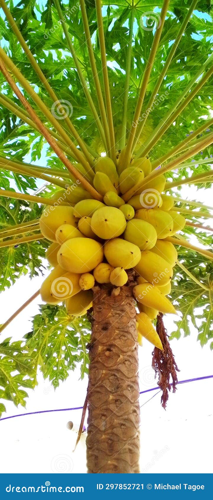 Pawpaw fruit on a tree stock image. Image of maturing - 297852721