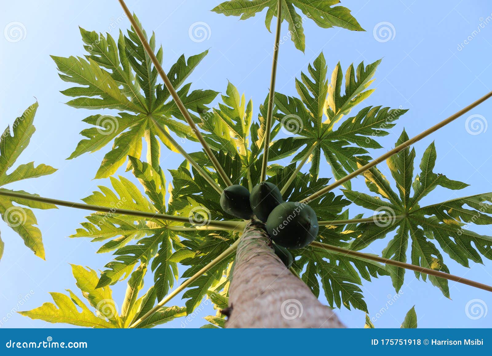 Pawpaw fruits skyview stock photo. Image of plants, fruits - 175751918