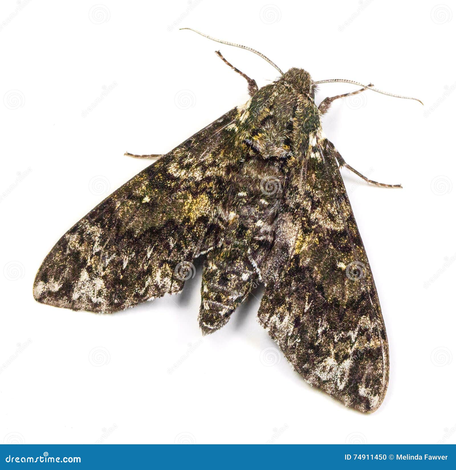 Pawpaw Sphinx moth stock photo. Image of white, isolated - 74911450