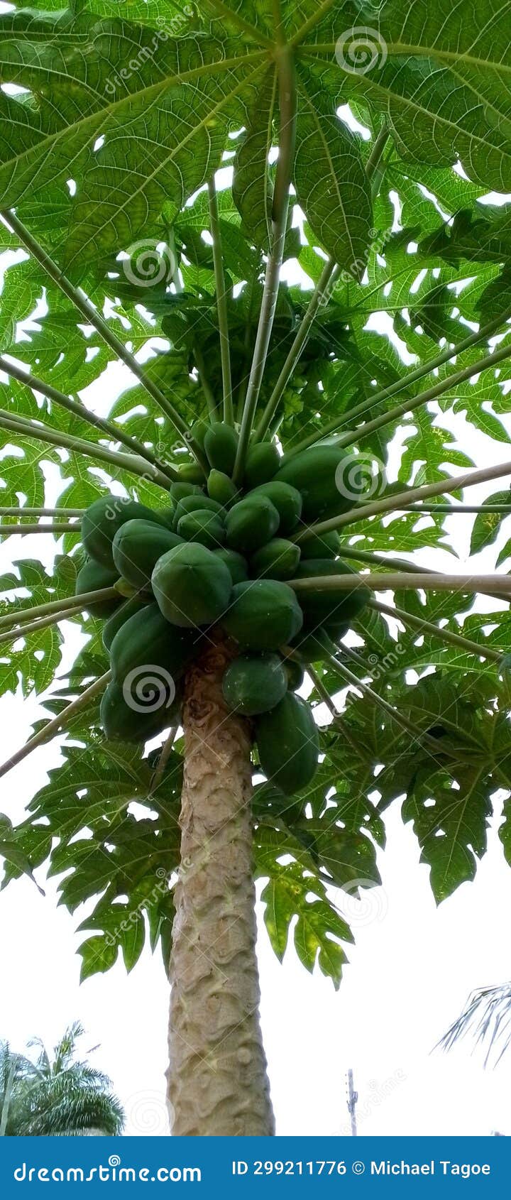 Pawpaw on a tree stock photo. Image of juicy, nature - 299211776