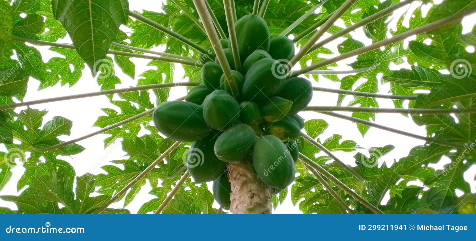 Pawpaw on a tree stock image. Image of calorie, papaya - 299211941