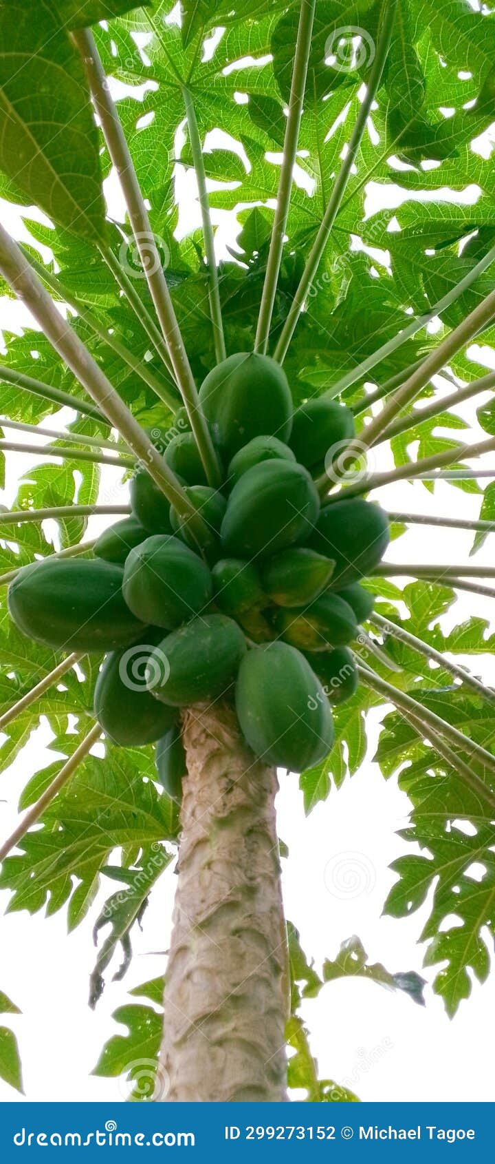 Pawpaw on a tree stock photo. Image of healthy, leaves - 299273152