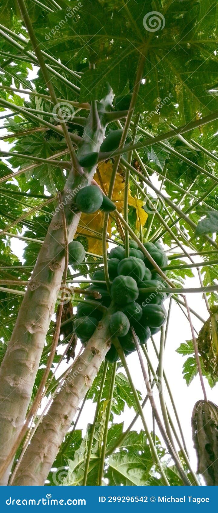 Pawpaw on a tree stock photo. Image of fruit, nature - 299296542