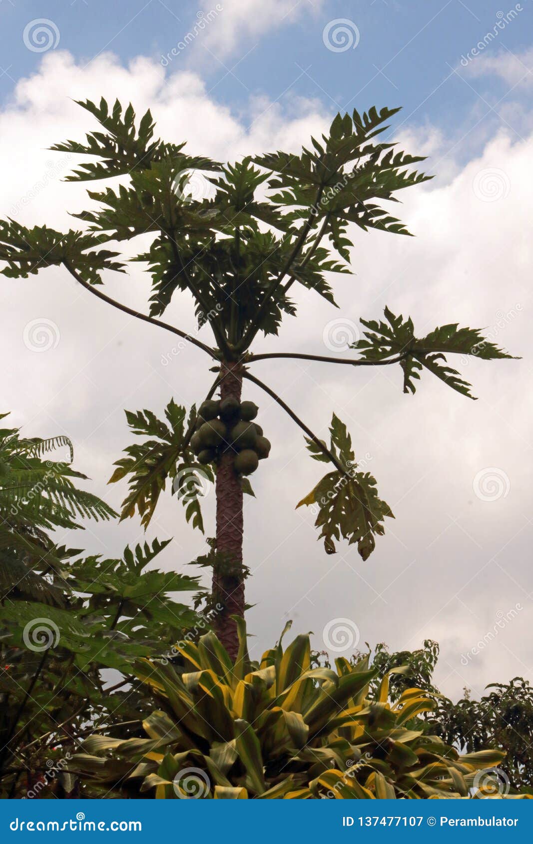 Pawpaw Tree With Unripe Pawpaw Fruit Growing On Organic Farm Stock ... Pawpaw Tree With Unripe Pawpaw Fruit Growing On Organic Farm Stock ...