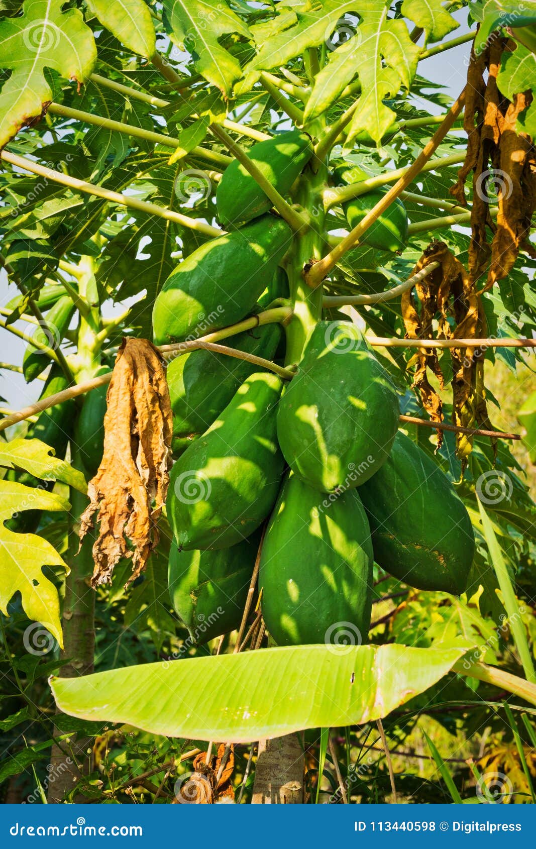 Pawpaw Tree with Fruits stock photo. Image of tropical - 113440598