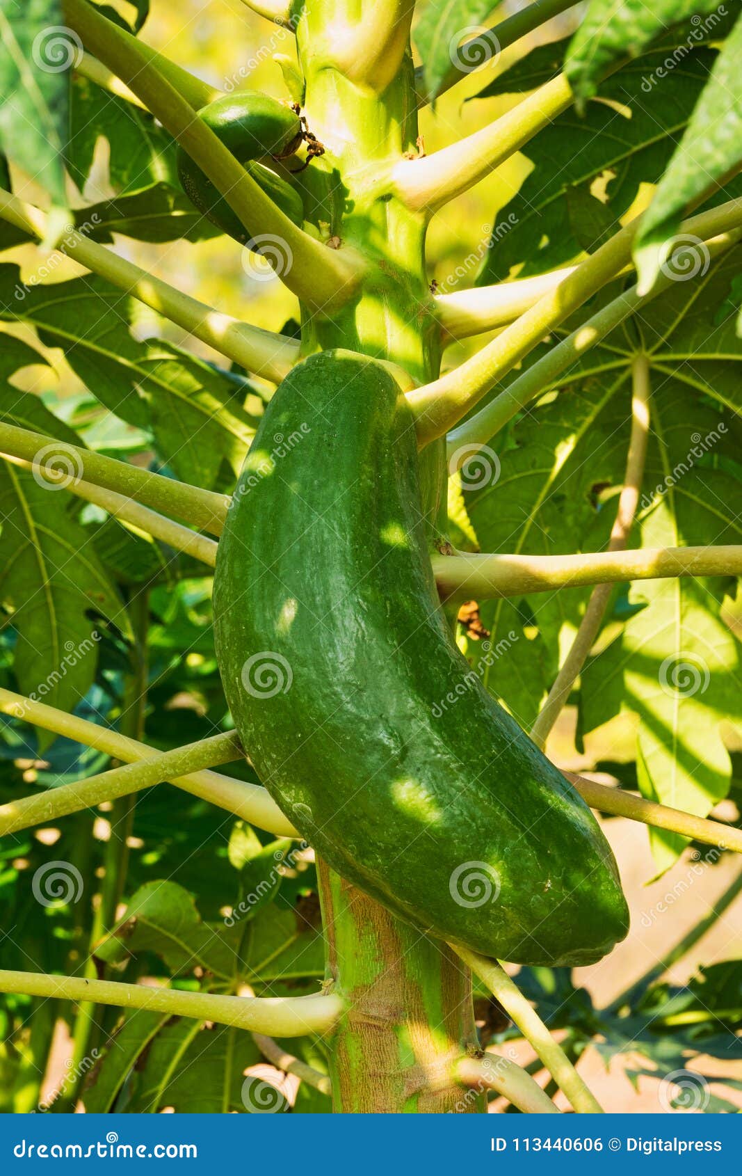 Pawpaw Tree With Unripe Pawpaw Fruit Growing On Organic Farm Stock ... Pawpaw Tree With Unripe Pawpaw Fruit Growing On Organic Farm Stock ...