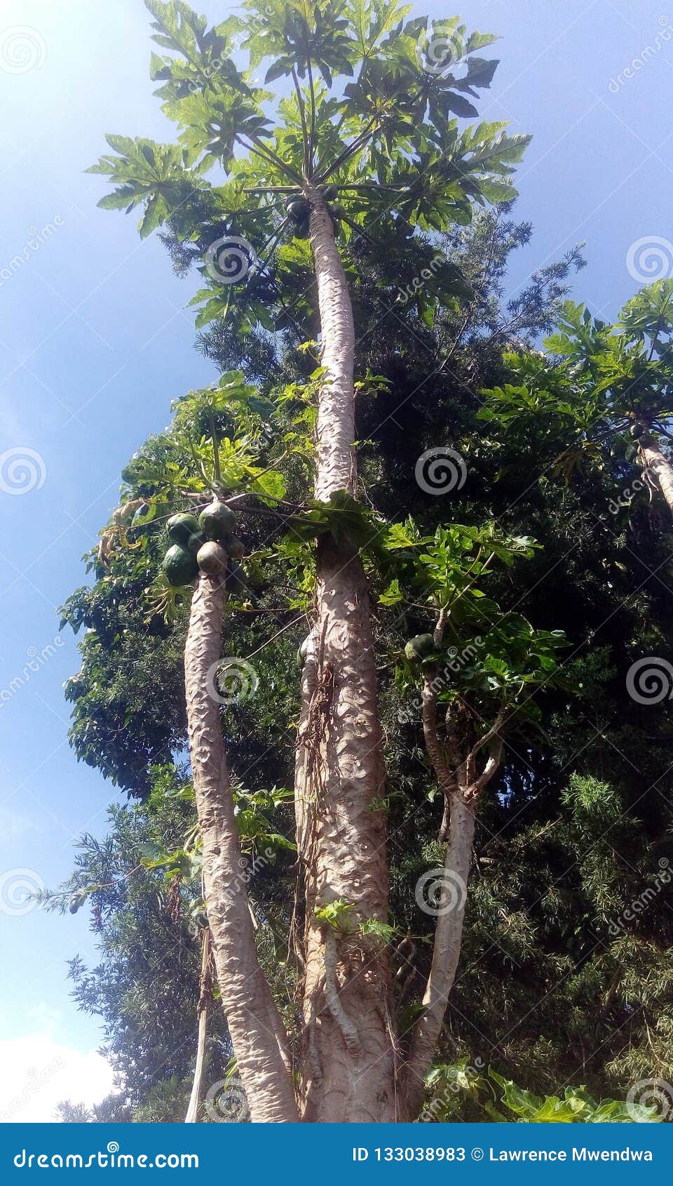 Pawpaw tree stock image. Image of called, plants, trees - 133038983