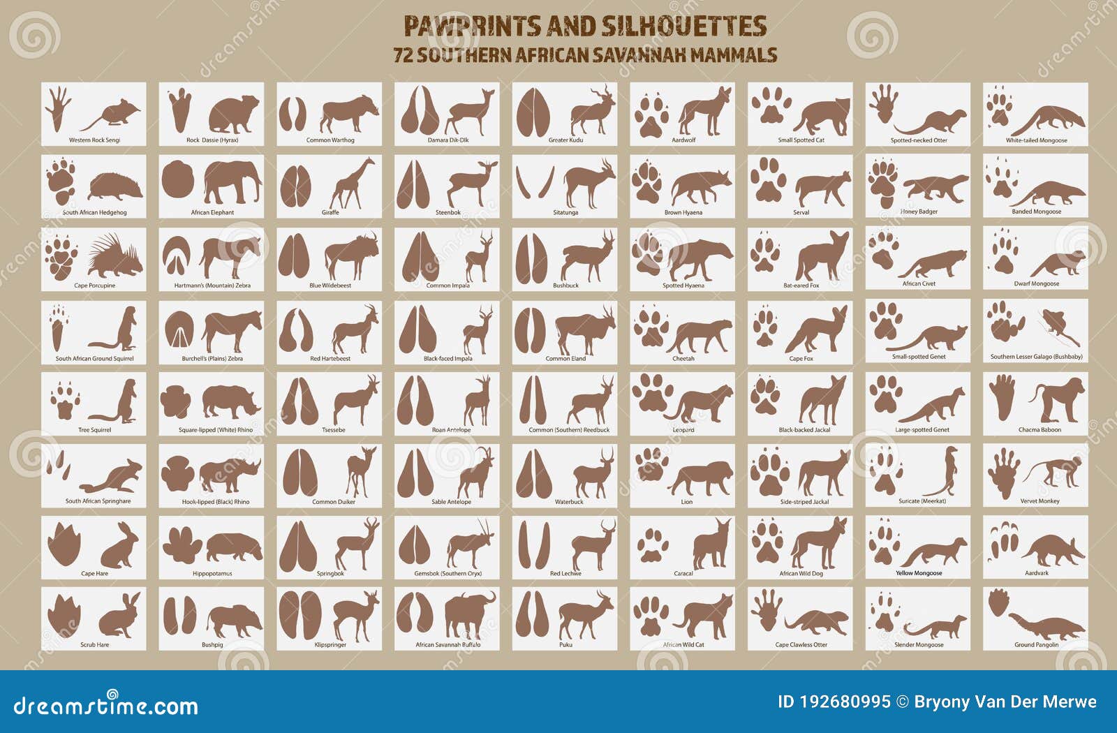 African Mammal Paw Prints And Silhouettes Cartoon Vector ...