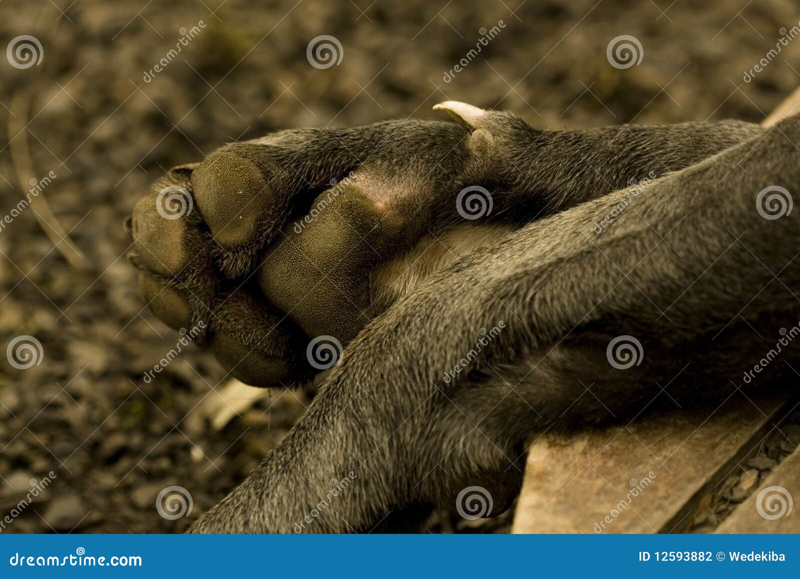 Paws stock photo. Image of canine, mastiff, foot, large - 12593882