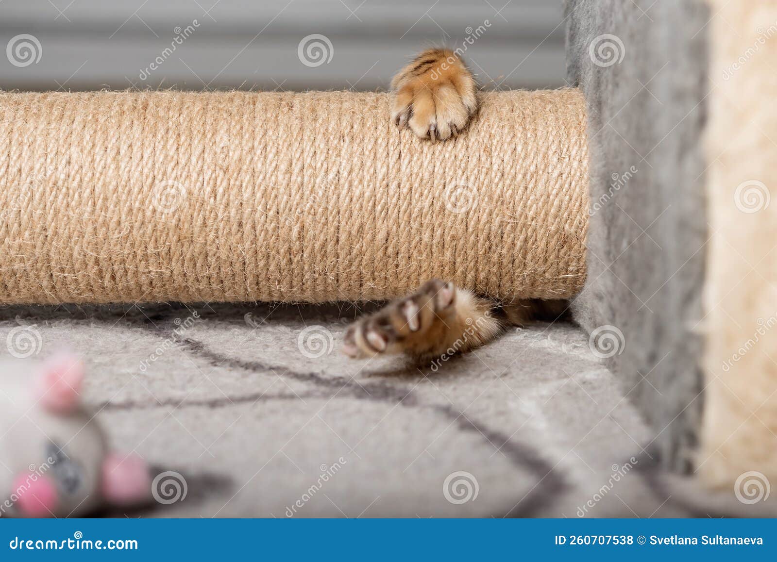 Paws of a Bengal Cat Playing with a Mouse at the Scratching Post Stock ...
