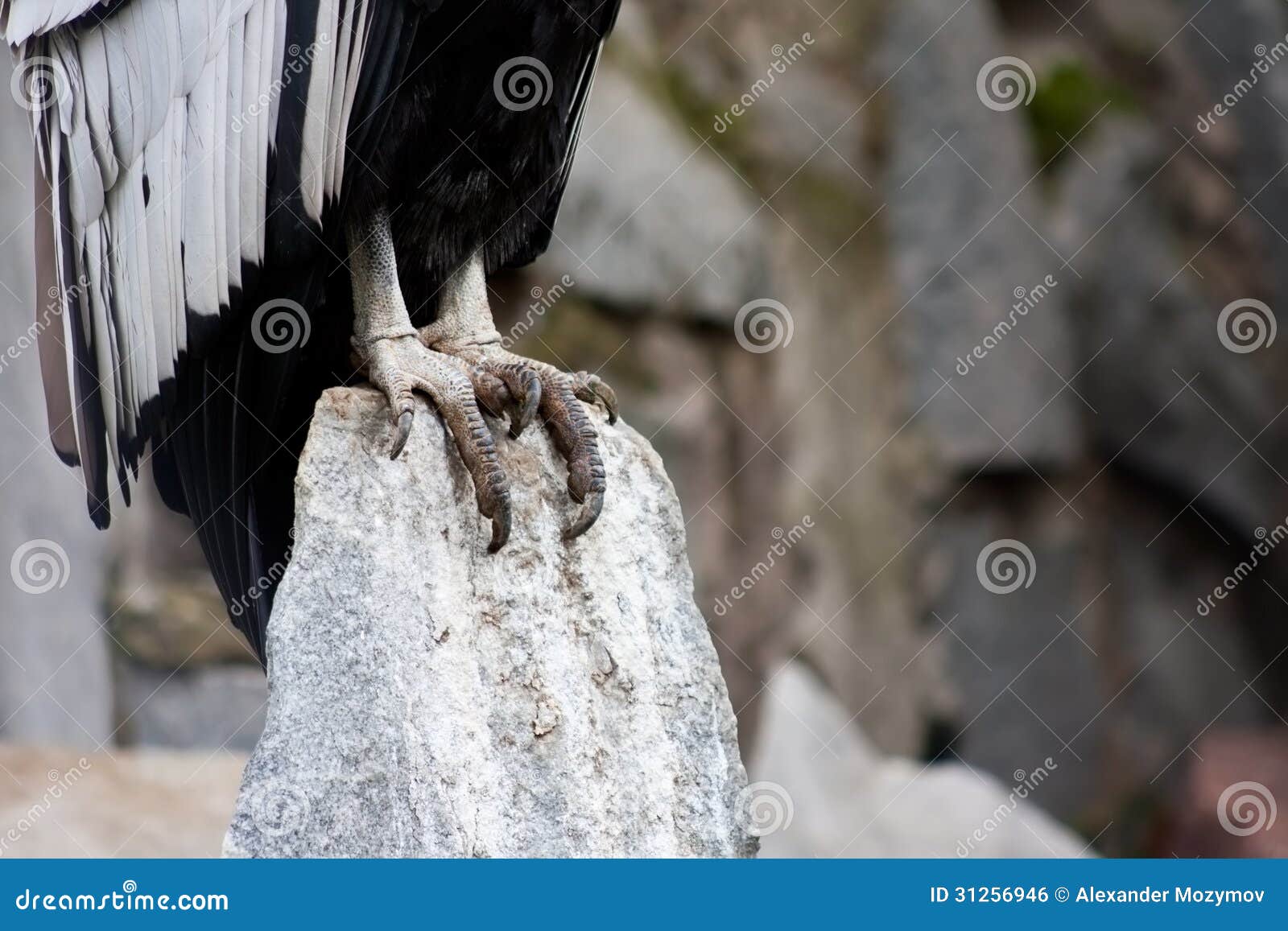 Paws of a bird of prey stock photo. Image of feather - 31256946