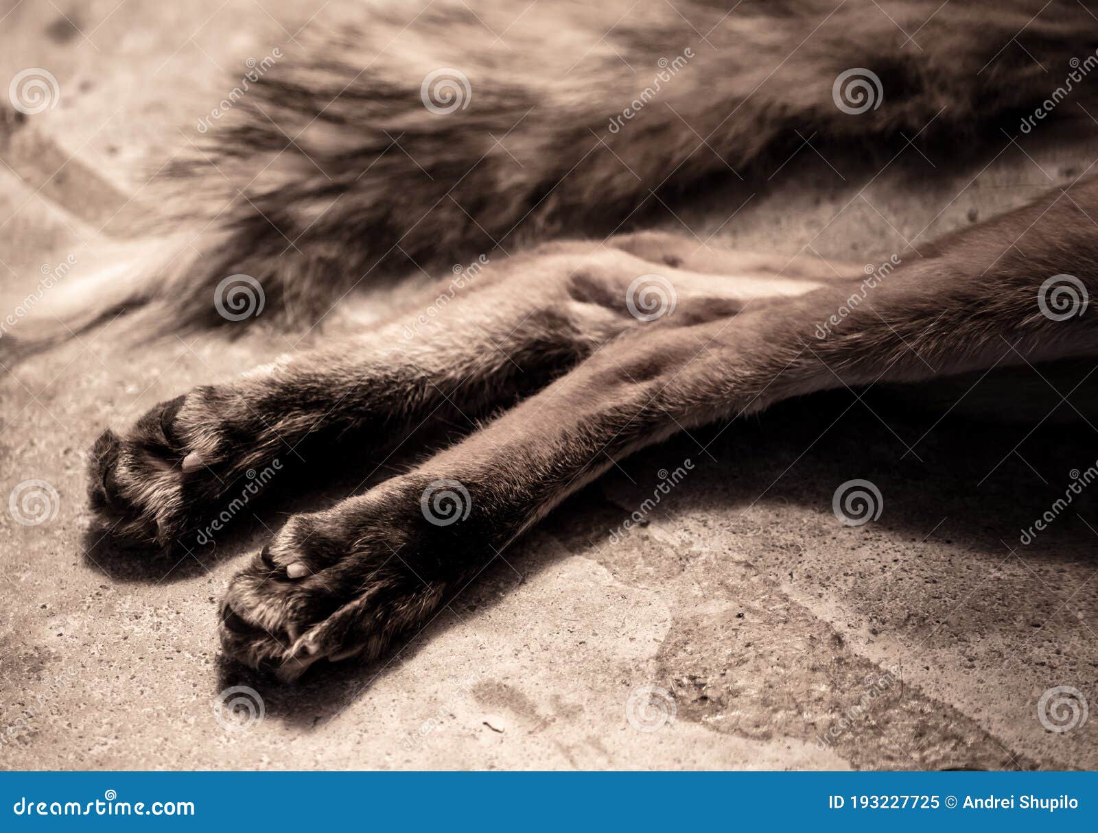 The Paws of a Black Fox at the Zoo Stock Image - Image of mammal ...