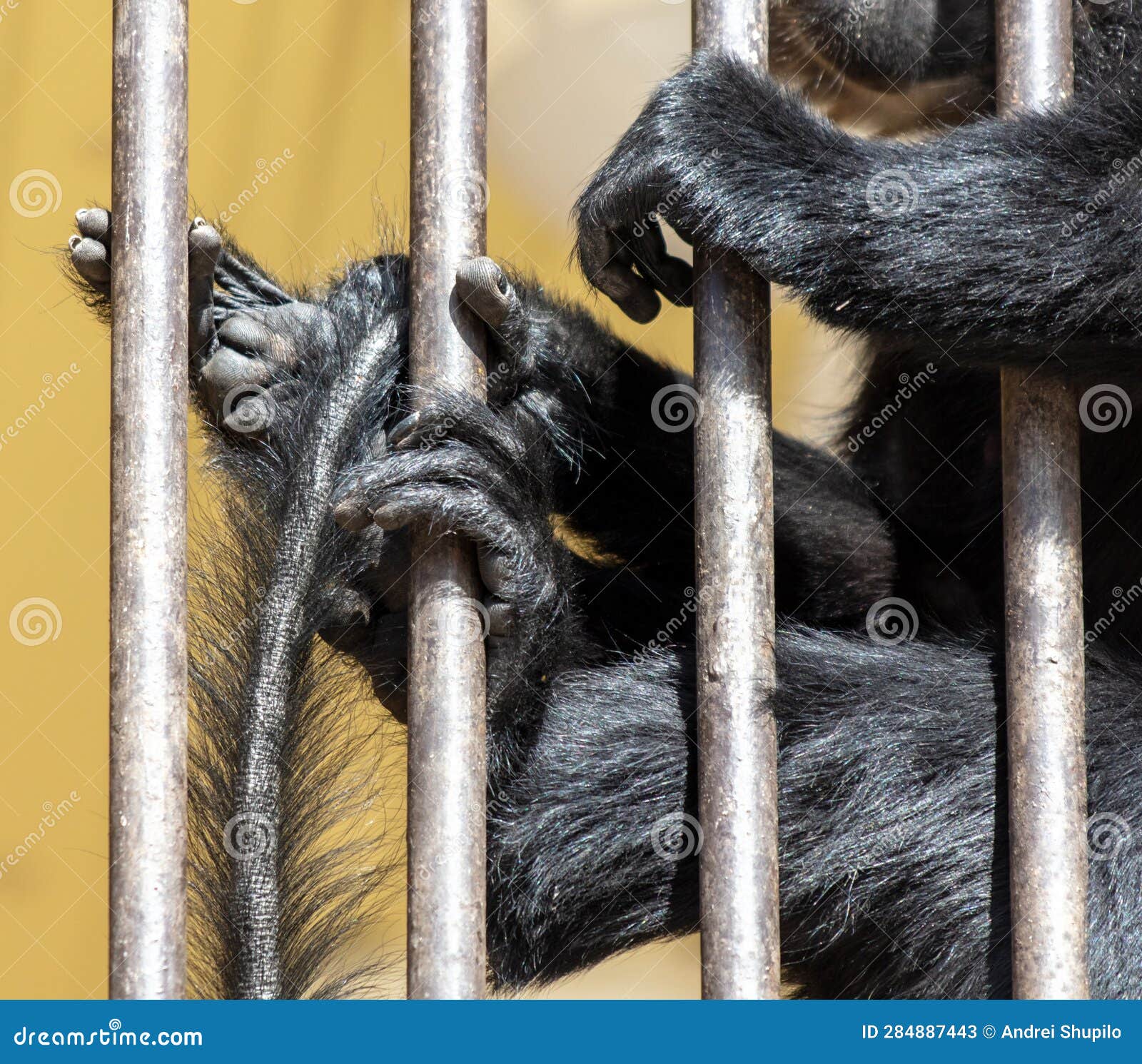 Paws of a Black Monkey on a Metal Lattice in a Zoo Stock Image - Image ...