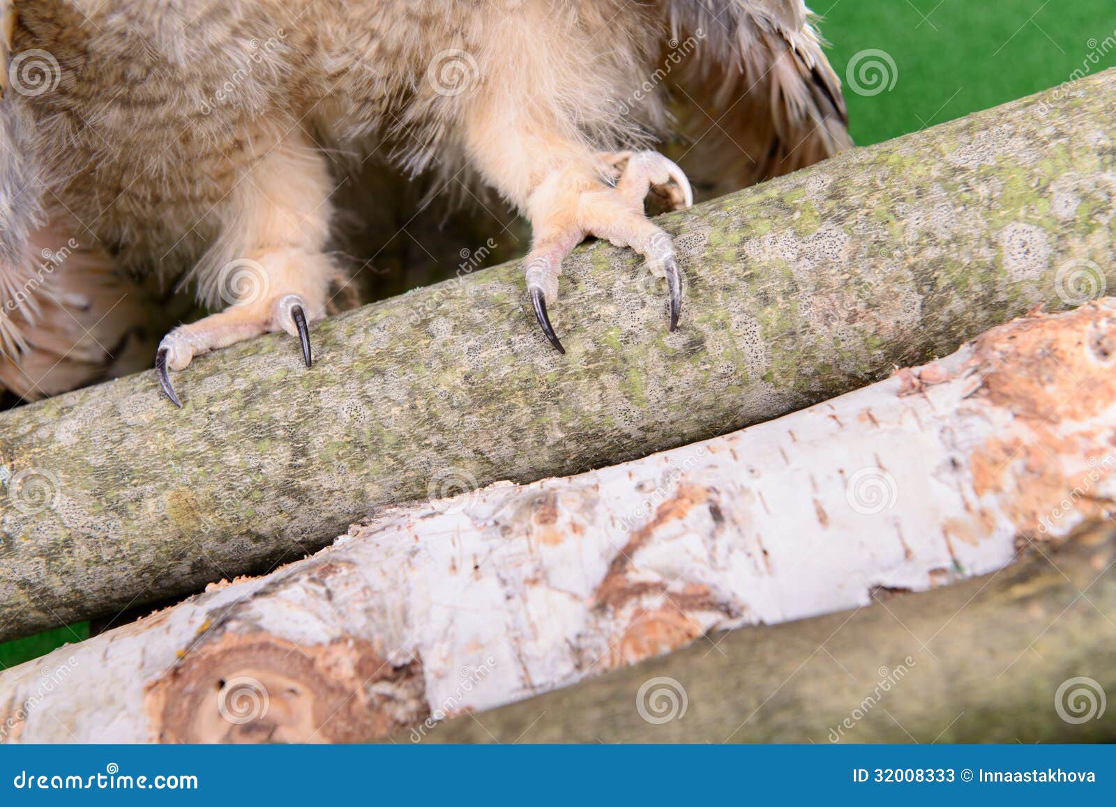Paws and claws stock image. Image of bubo, sharp, obedient - 32008333