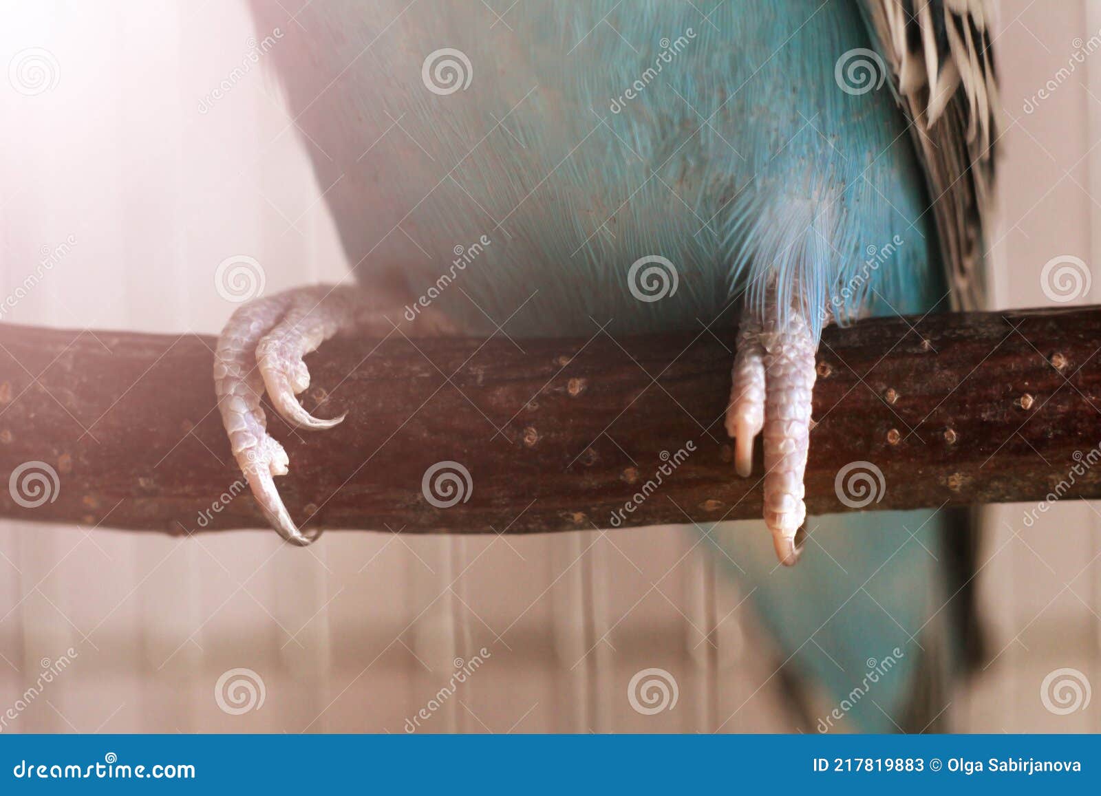 Paws with the Claws of a Budgie on a Perch Macro Stock Image - Image of ...