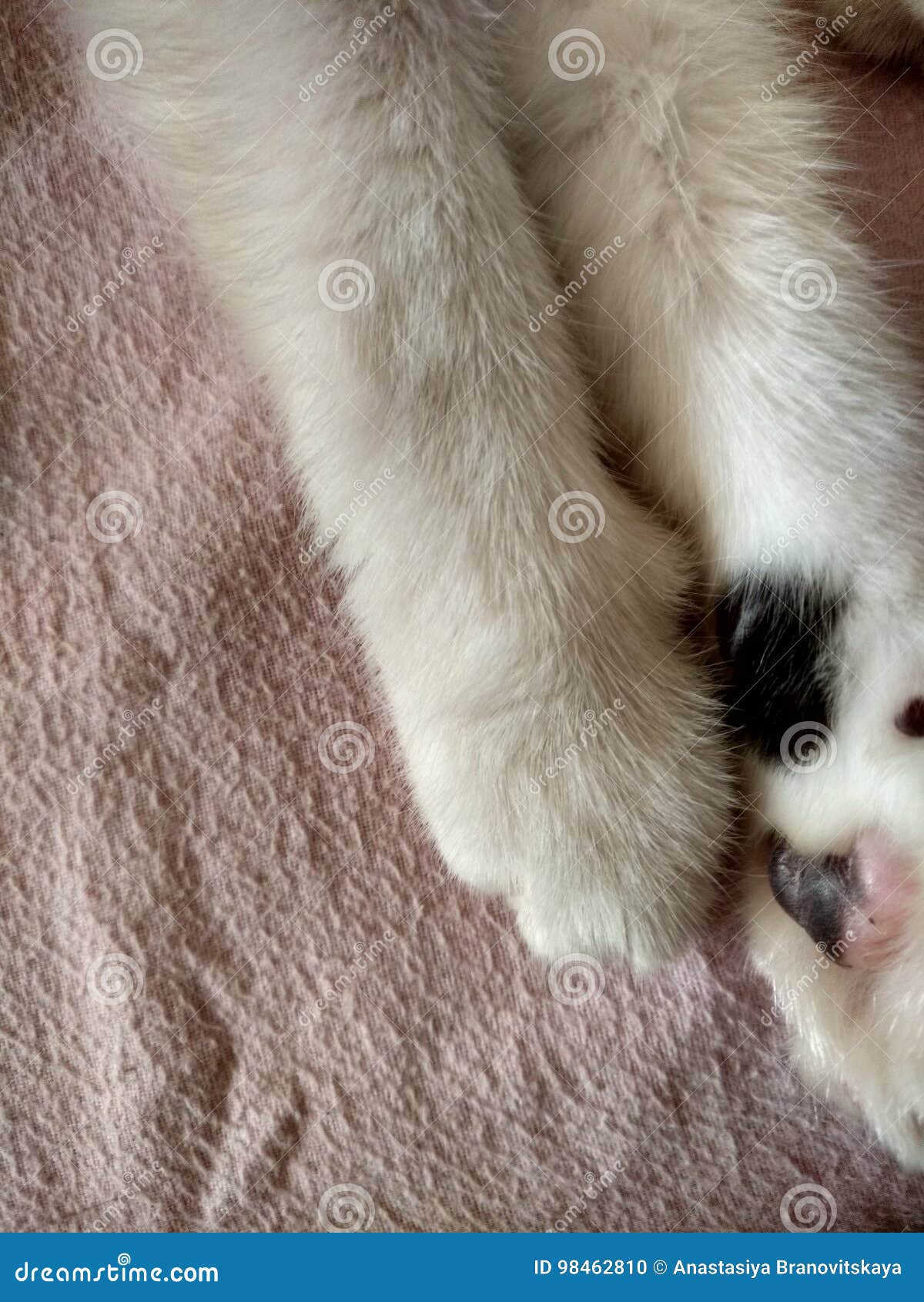 Paws stock photo. Image of pink, cats, paws, white, cute - 98462810