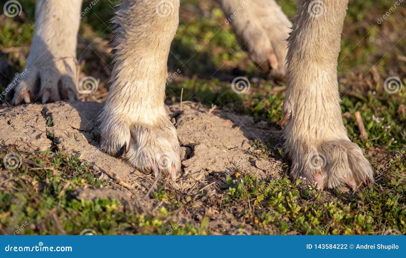 Paws of a Dog on the Grass in Spring Stock Photo - Image of funny ...