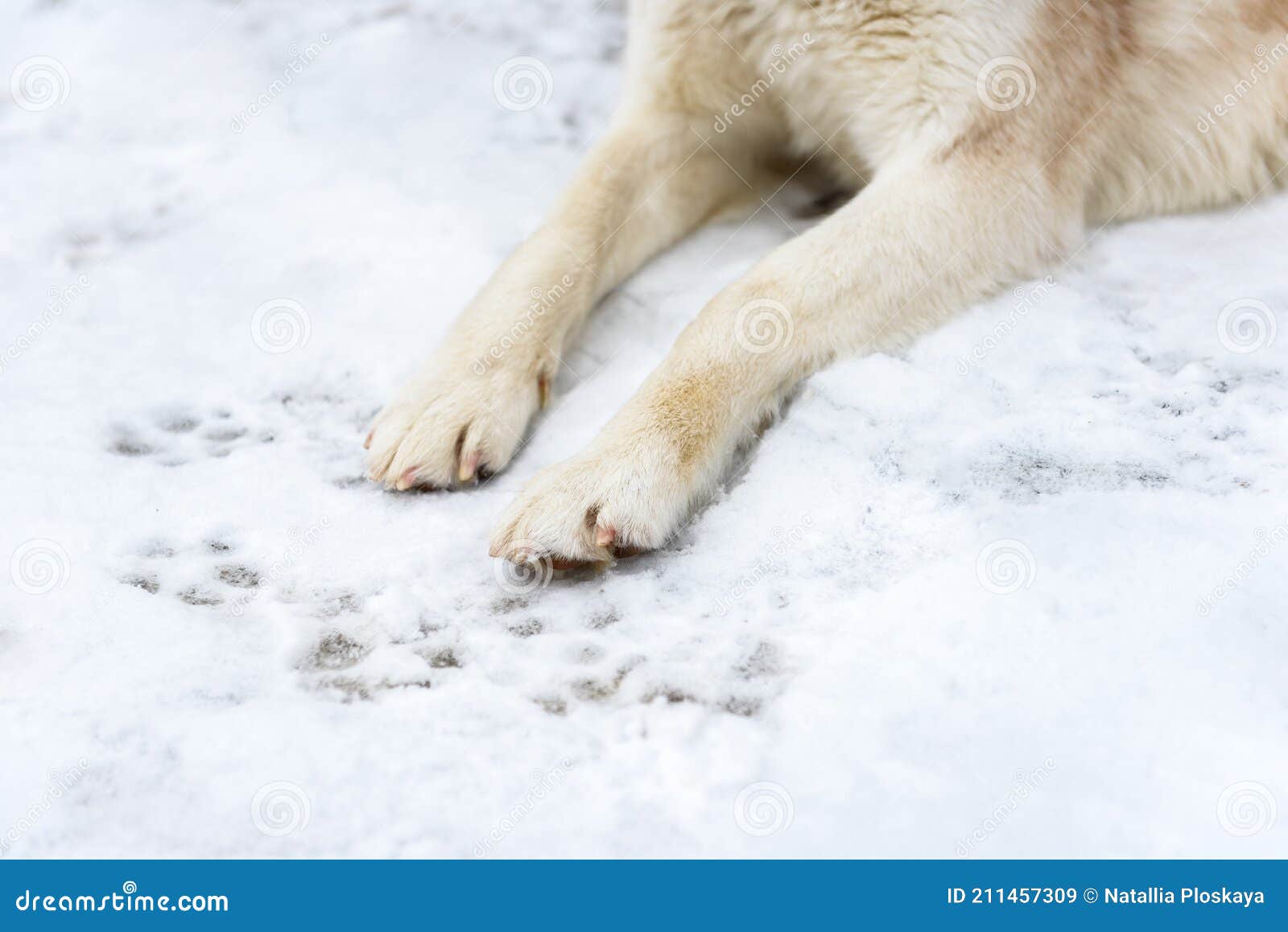 Paws of a dog on snow stock image. Image of canine, breed - 211457309