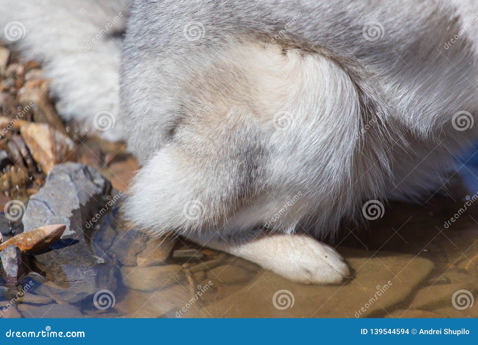 Paws of a Dog in Water on Nature Stock Photo - Image of sport, doggy ...