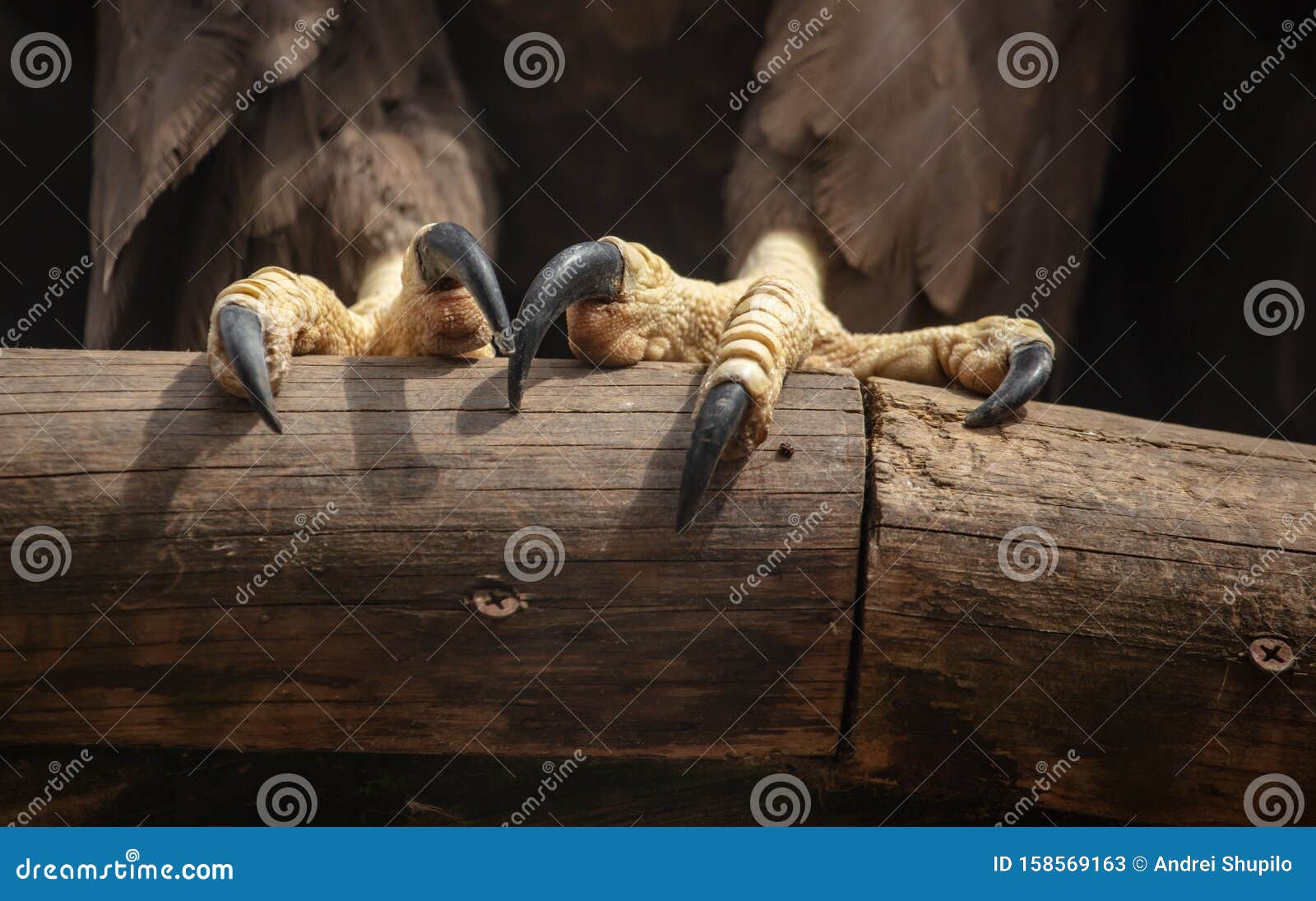 Paws of an Eagle on a Log in a Zoo Stock Image - Image of legs, shaggy ...