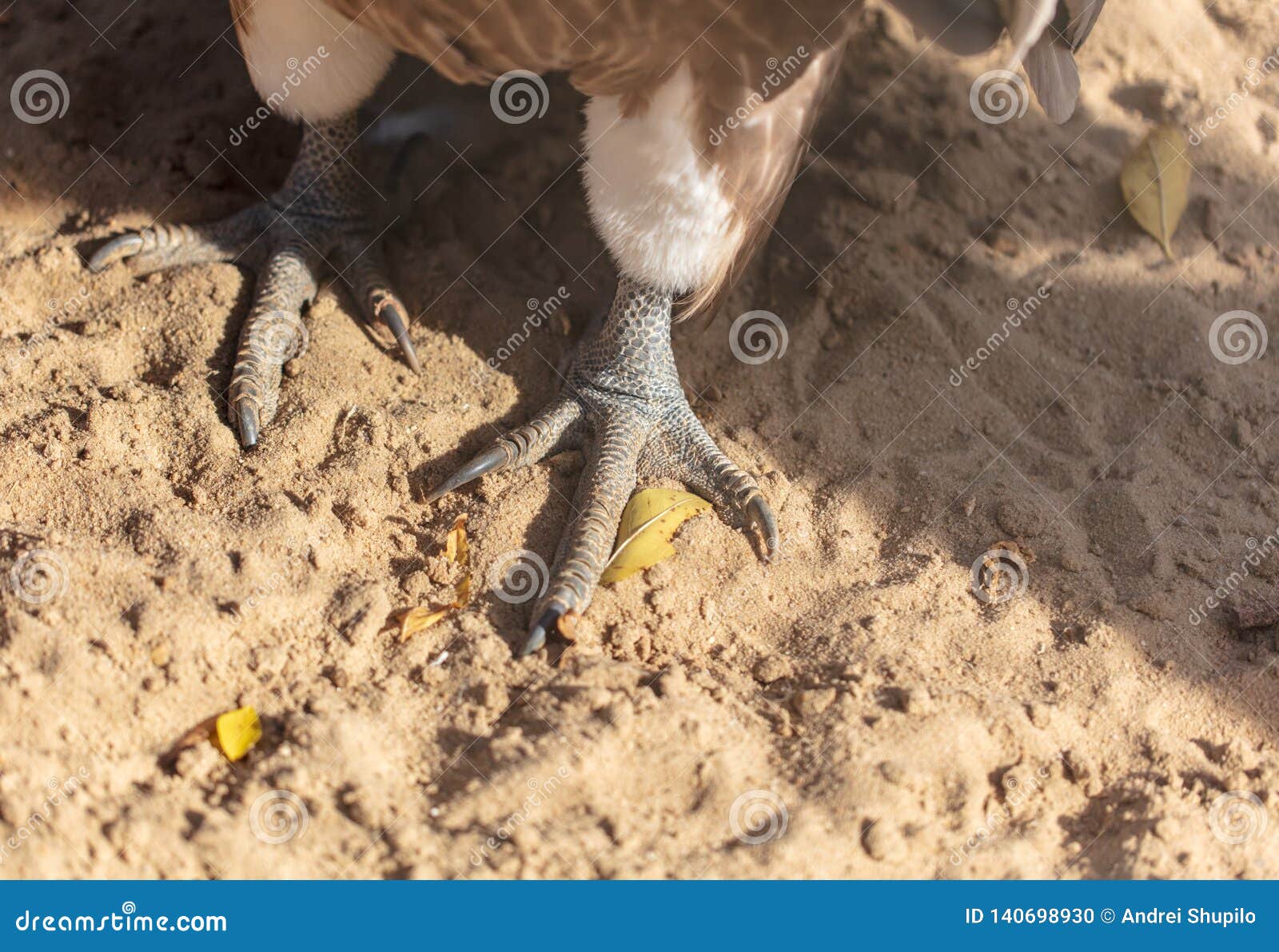Paws of an eagle in a zoo stock photo. Image of eyebrows - 140698930