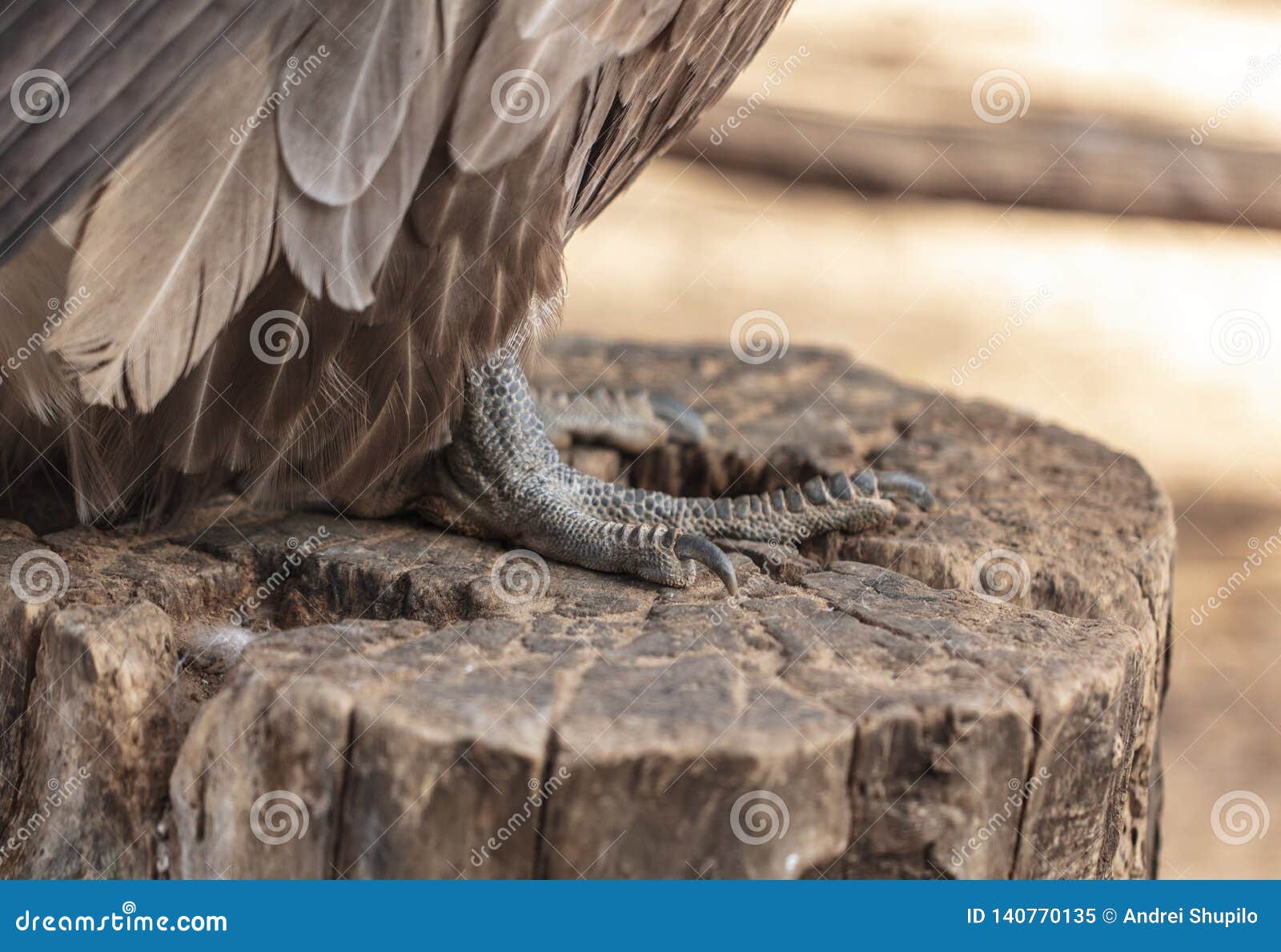 Paws of an eagle in a zoo stock image. Image of diurnal - 140770135