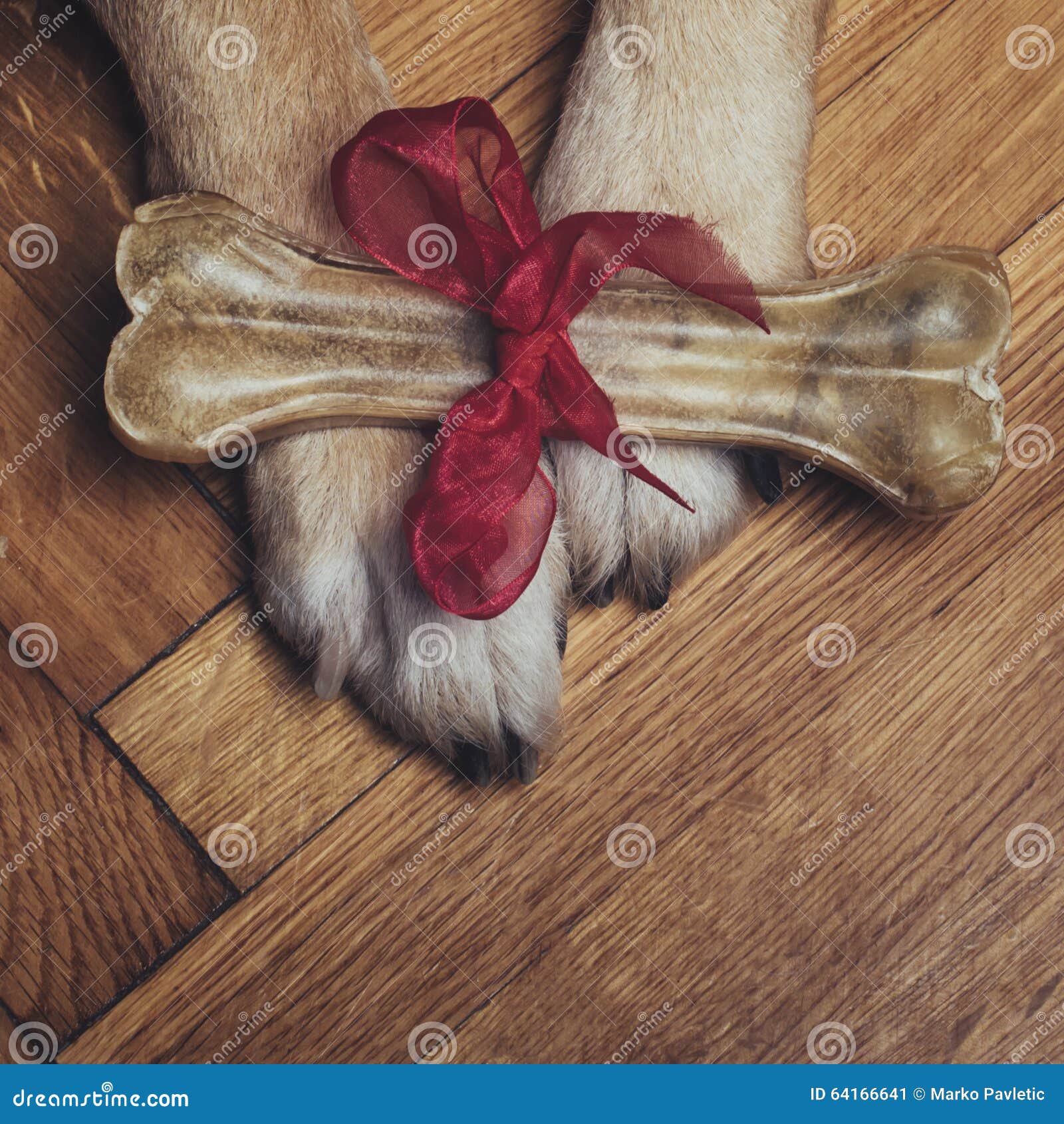 Paws and gift bone stock image. Image of yellow, claus - 64166641