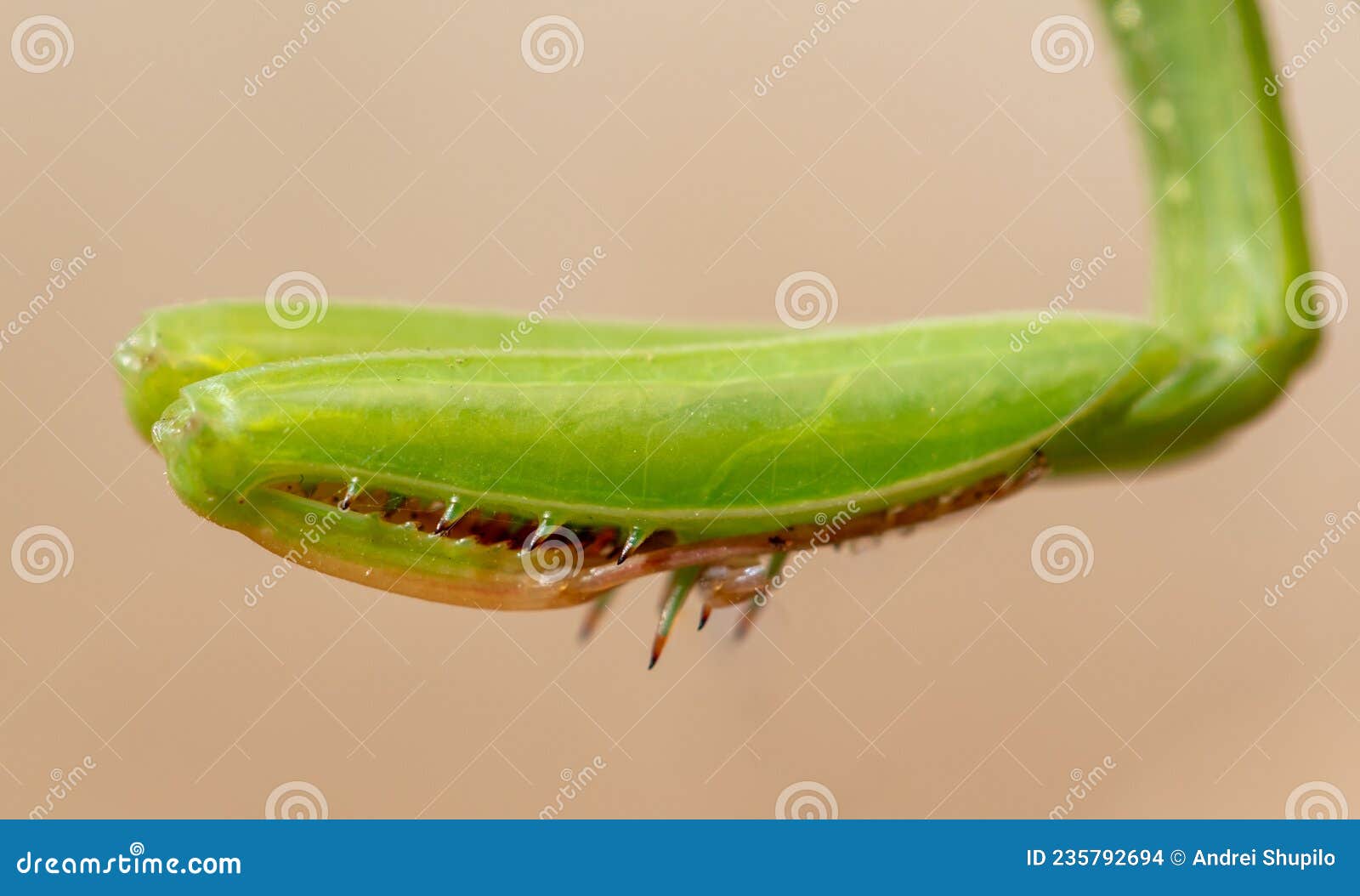 Paws of a Green Mantis in Nature. Stock Photo - Image of white ...