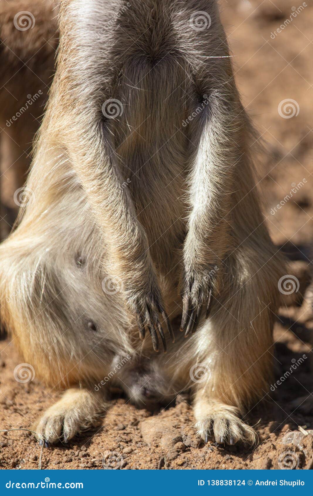 The Paws of a Meerkat in the Open Air Stock Photo - Image of fauna ...