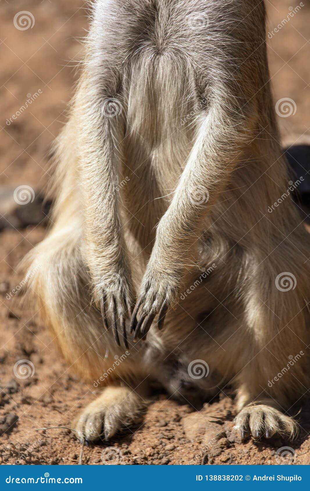 The Paws of a Meerkat in the Open Air Stock Photo - Image of face ...