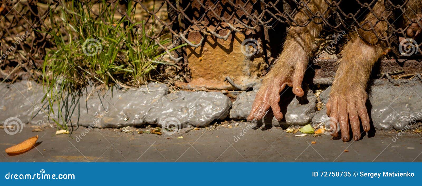 Paws monkey close-up stock image. Image of food, finger - 72758735