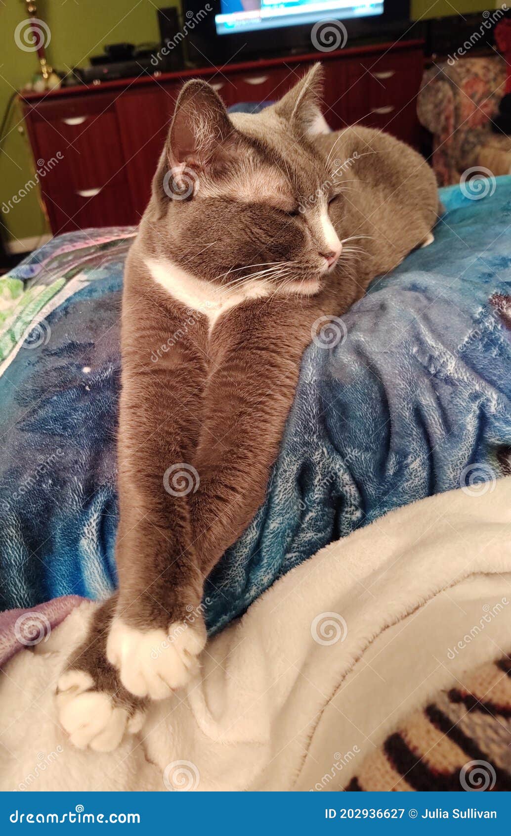 Paws, Pause and Pose stock image. Image of blue, skin - 202936627