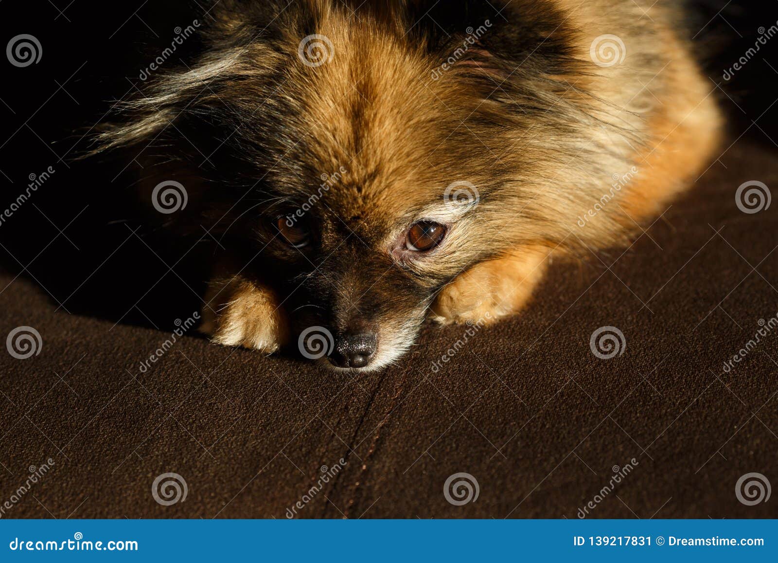 Paws Pomeranian Spitz. Pets View from Above Stock Image - Image of ...