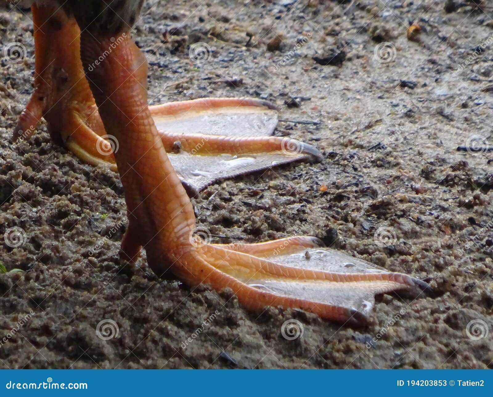 Paws of a real duck stock image. Image of spring, mallard - 194203853