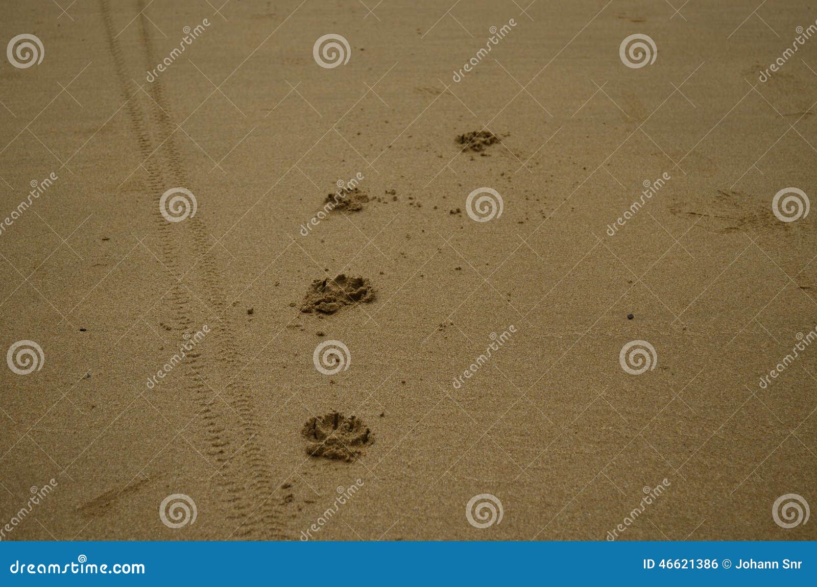 Cat Paws In The Sand, Closeup. Cat Using Toilet, Cat In Litter Box, For ...