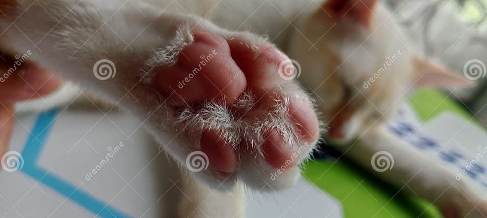 The paws white cats stock image. Image of baby, head - 261860937