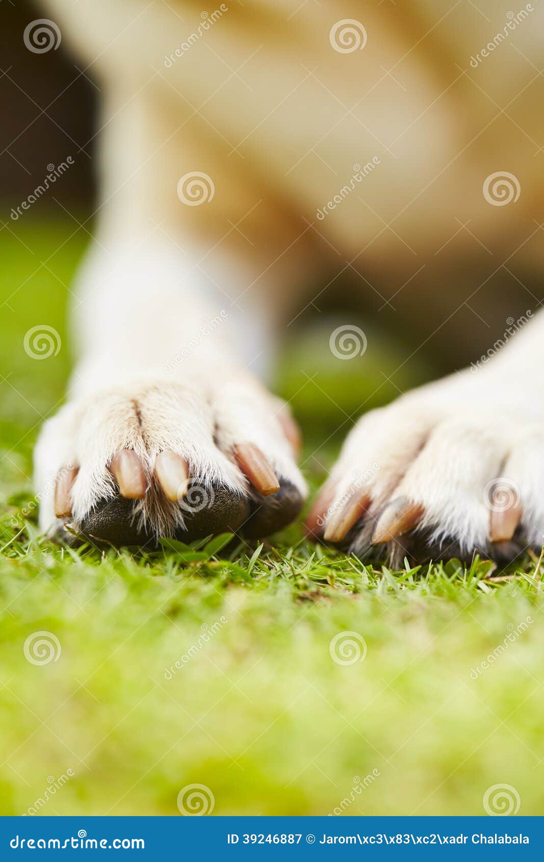 Paws stock image. Image of alone, summer, sunlight, nail - 39246887
