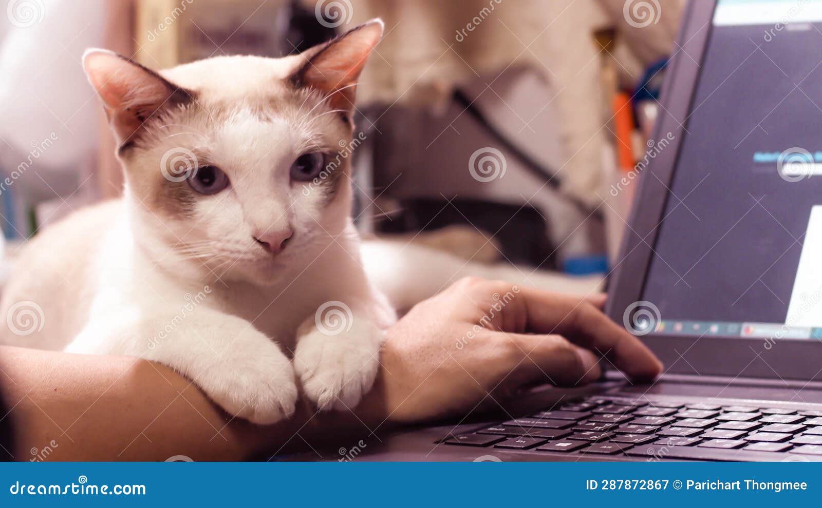 Pawsitive Work Vibes: Cat S Touch of Inspiration As Man Navigates the ...